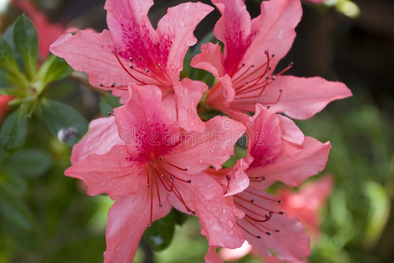Rose azalea after a rain stock image. Image of garden - 2384523