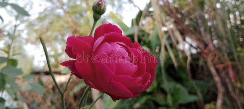 Rose with Baby Rose. stock image. Image of leaf, blossom - 260238599