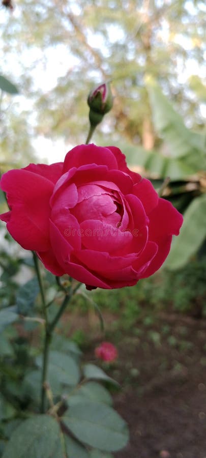 Rose with Baby Rose. stock image. Image of tulip, peony - 260238603