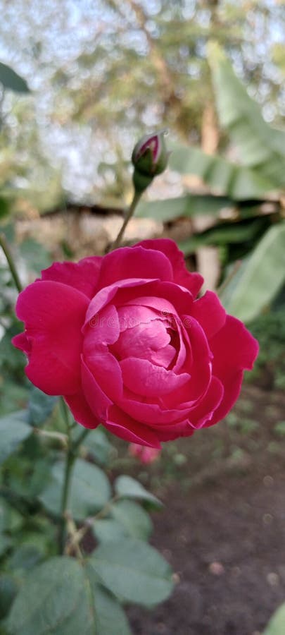 Rose with Baby Rose. stock photo. Image of pink, leaf - 260238608