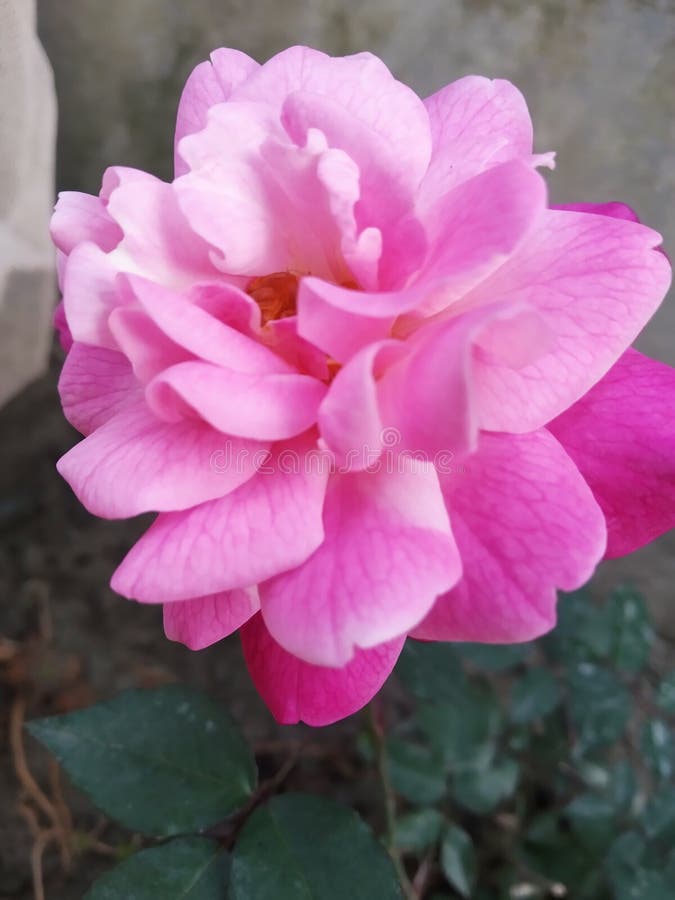 Rose baby pink colour stock image. Image of shrub, baby - 223873919