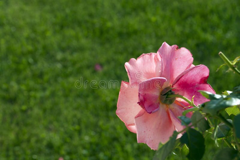 Rose from the back stock image. Image of lawn, plant - 140322603