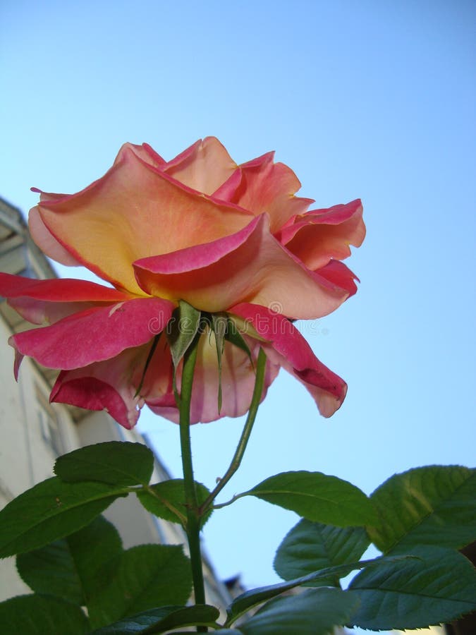Rose on a Background Blue Sky Stock Photo - Image of yellow, bouquet ...