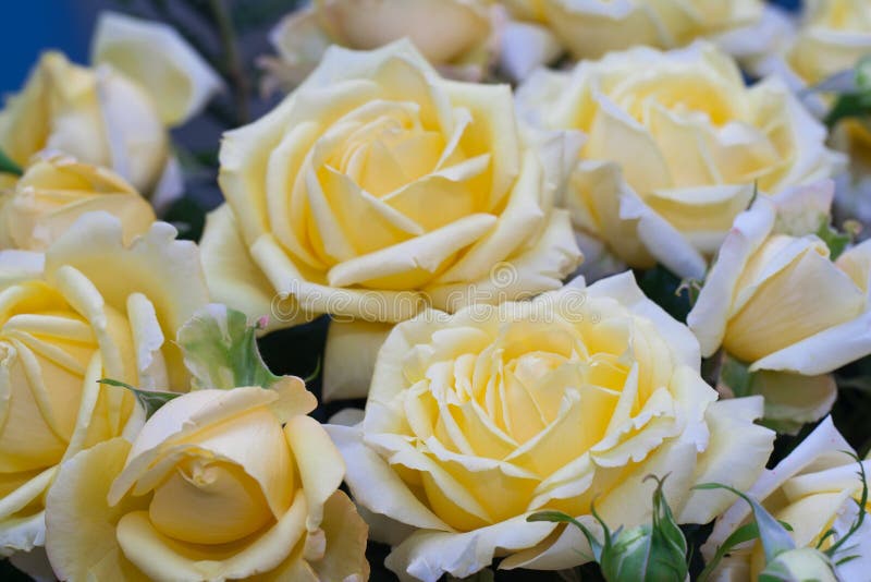 Rose background stock image. Image of anniversary, love - 32549045