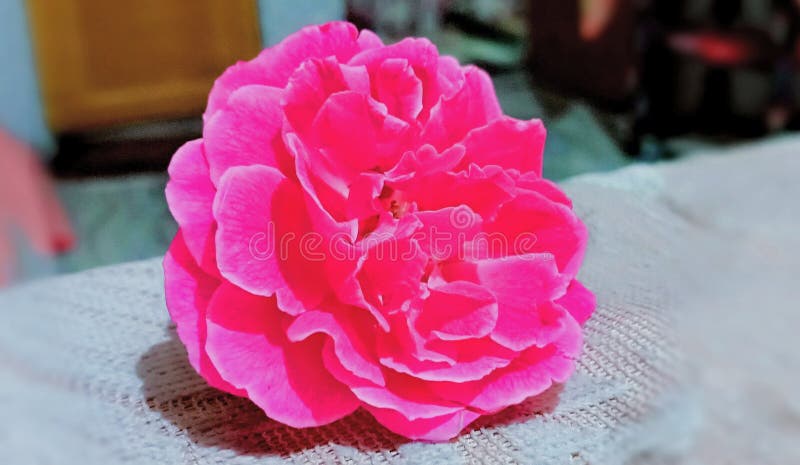 Love anytime stock image. Image of amorous, happy, holding - 17572173