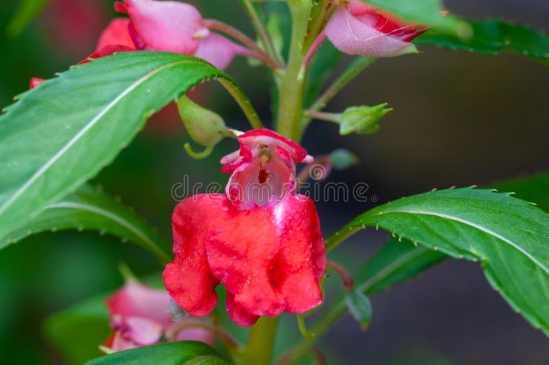 Rose Balsam, Impatiens Balsamina Stock Image - Image of perennial ...