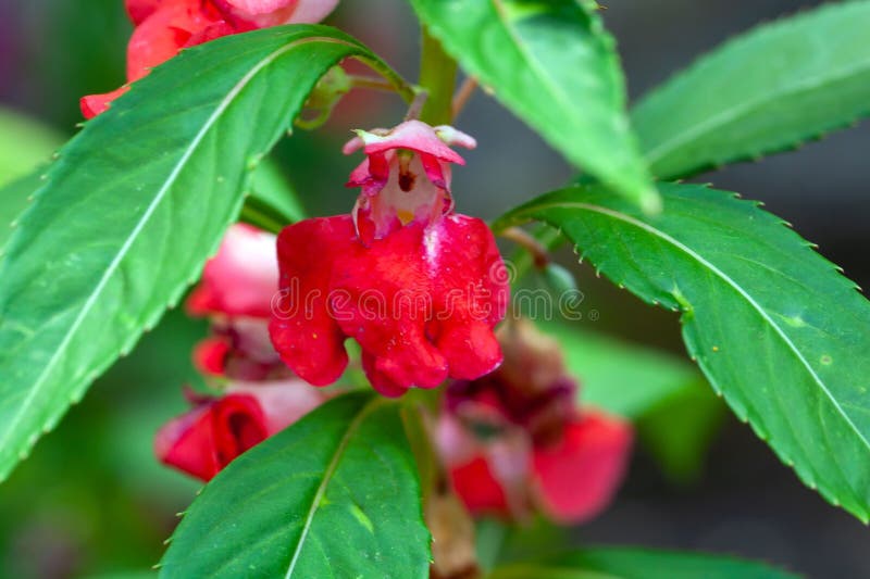 Rose Balsam, Impatiens Balsamina Stock Image - Image of dark, blossom ...