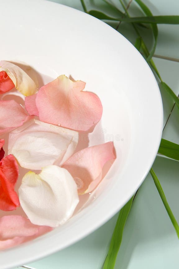 Rose & Bamboo stock image. Image of rose, aromatic - 1290825