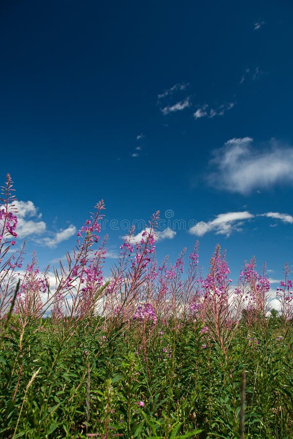 Rose-bay Field Picture. Image: 4580876