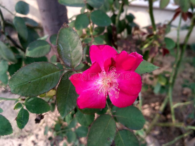 Rose stock image. Image of flowers, adorable, beautiful - 127942583