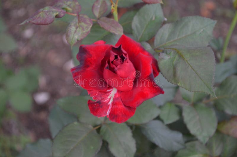 Rose stock photo. Image of colour, cute, outdoor, beautiful - 97076498