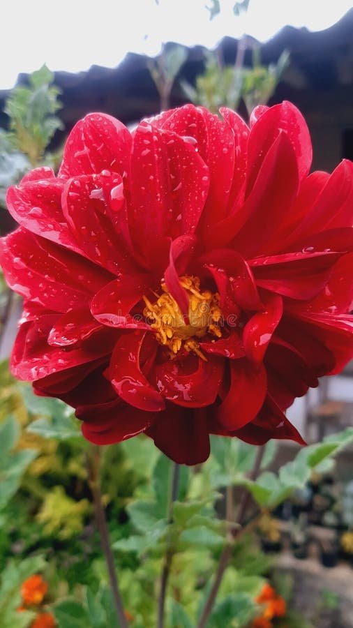 Rose is so Beautiful. this Flower Has Many Colour Stock Image - Image ...