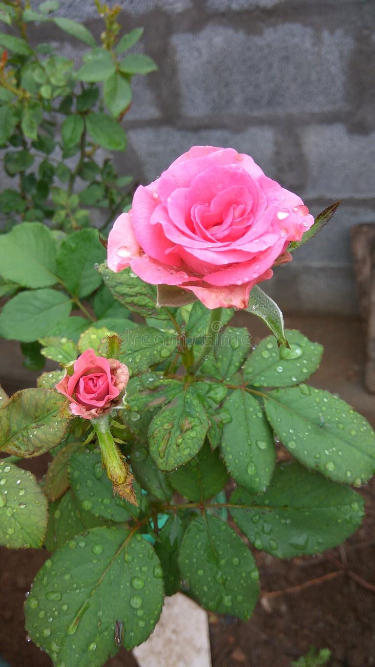 Rose Follower Stock Photos - Free & Royalty-Free Stock Photos from ...