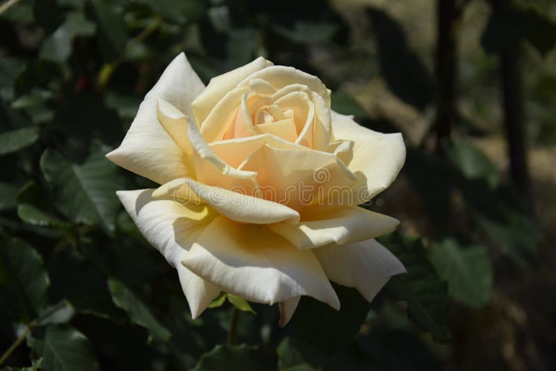 Beige rose stock photo. Image of amazing, nature, growing - 94933136