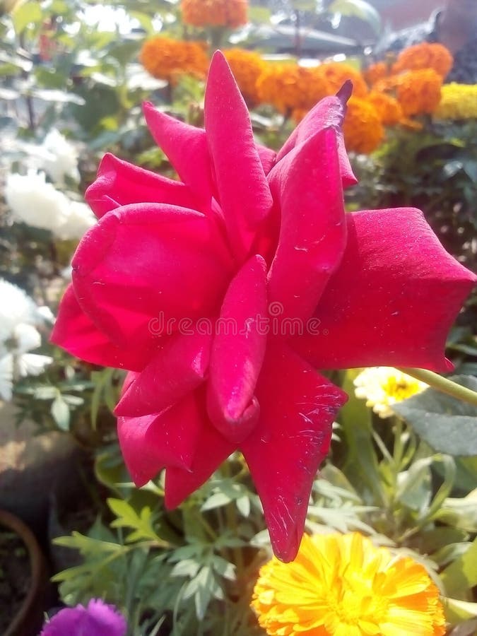 Rose is always Beautiful Looking Flower in My Gerden Stock Image ...