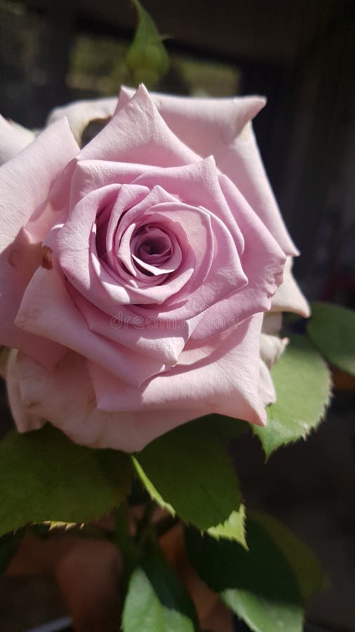 Rose beautiful nature stock photo. Image of bouquet - 195401392