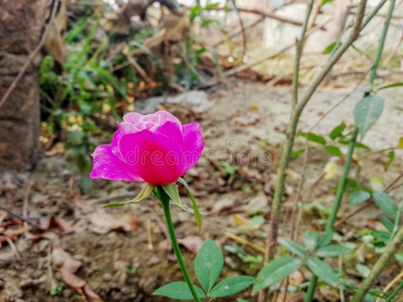 Rose, This is a beautiful picture of small rose