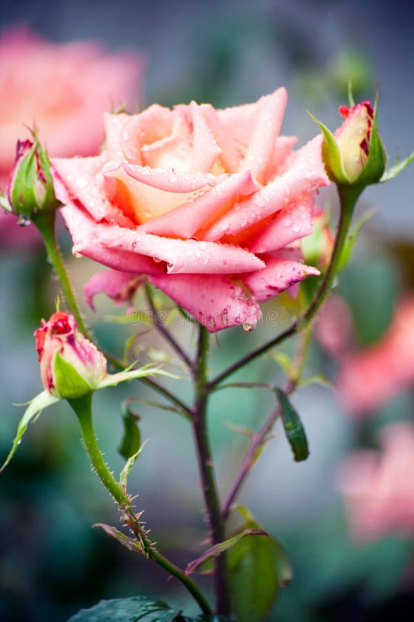 Rose stock image. Image of decoration, bouquet, group - 73892779