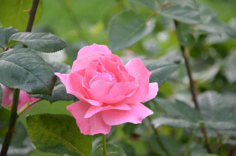 Rose stock image. Image of pink, greenery, thorns, love - 55262355