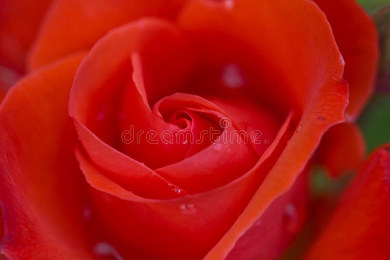 Rose stock image. Image of close, rose, blossom, beauty - 40528619