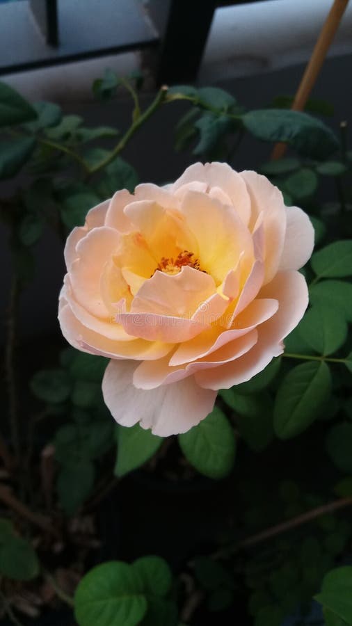 Rose stock photo. Image of blooming, beautiful, rose - 133853926