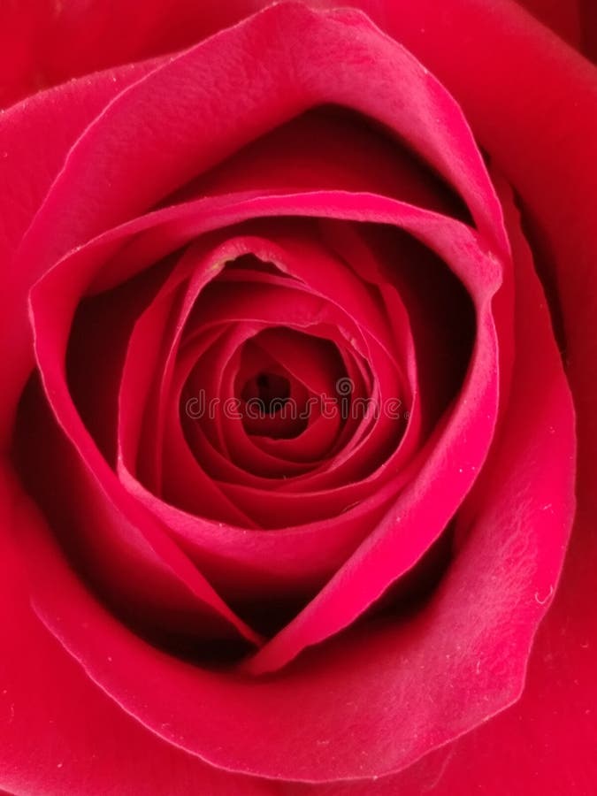 Rose stock image. Image of timeless, flower, rose, beautiful - 110562969