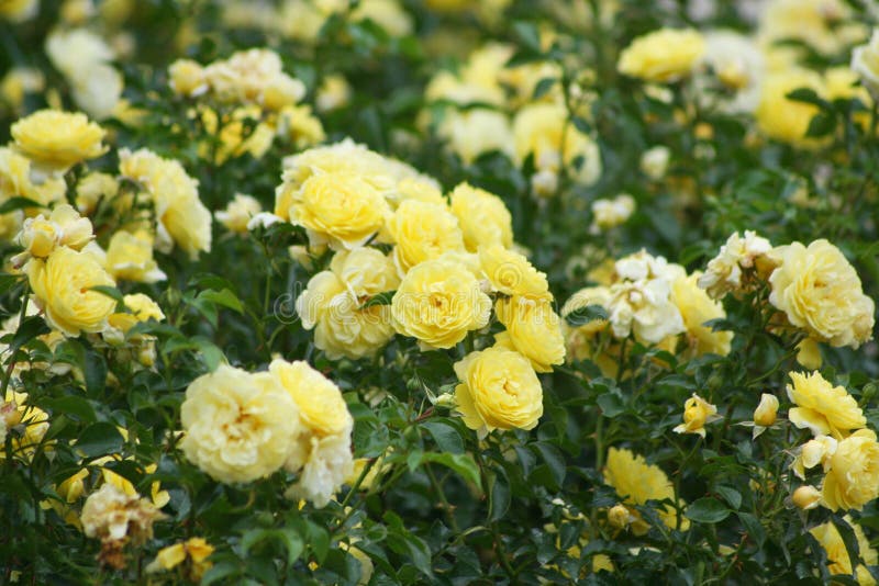 Rose stock image. Image of garden, natural, roses, gardening - 73448481