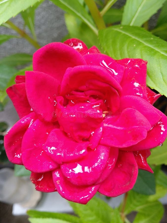 Rose stock photo. Image of download, rose, like, nice - 124846908