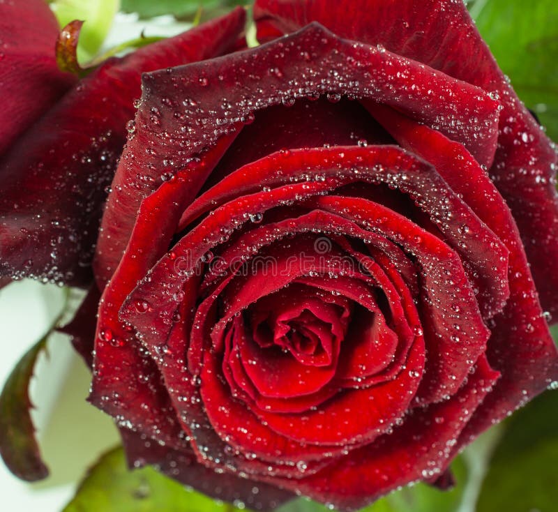 Rose Beauty image stock. Image du couleur, bleu, blanc - 82268781