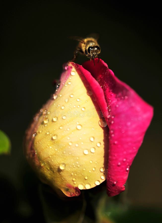 Rose and bee stock image. Image of bloom, rose, flowers - 21661809