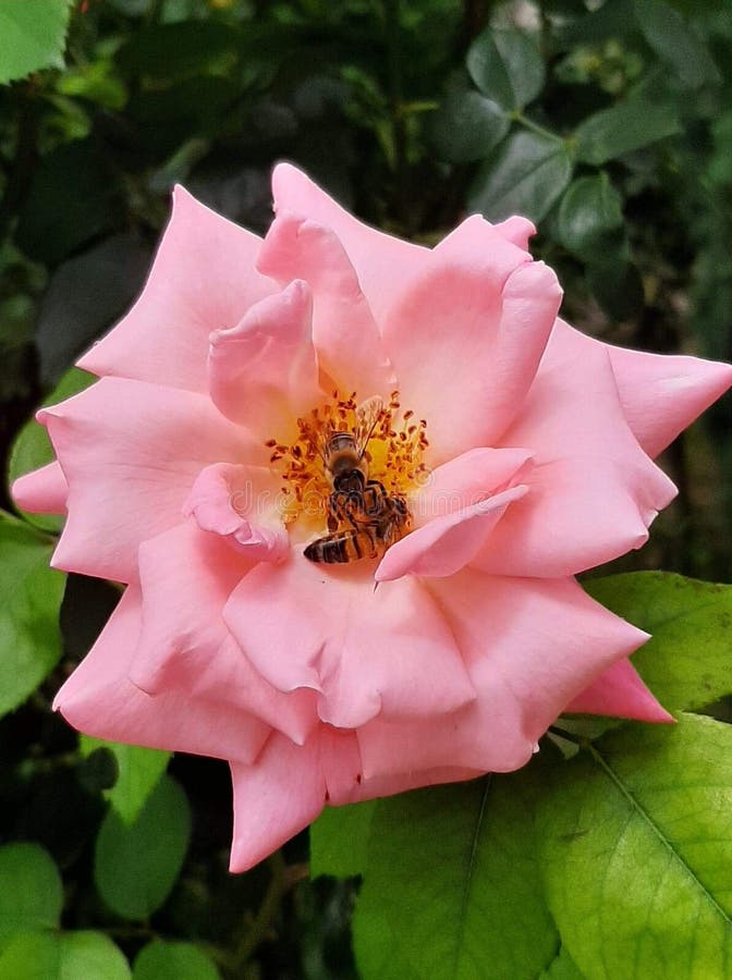 Rose with bees stock photo. Image of nature, bees, rose - 220804728