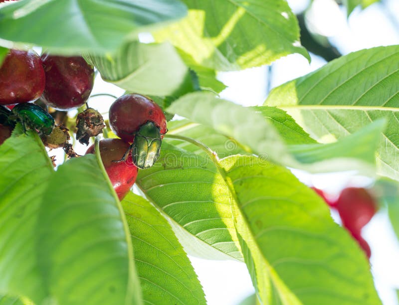 Rose Beetle Eats Ripe Red Cherries on the Tree Stock Image - Image of ...