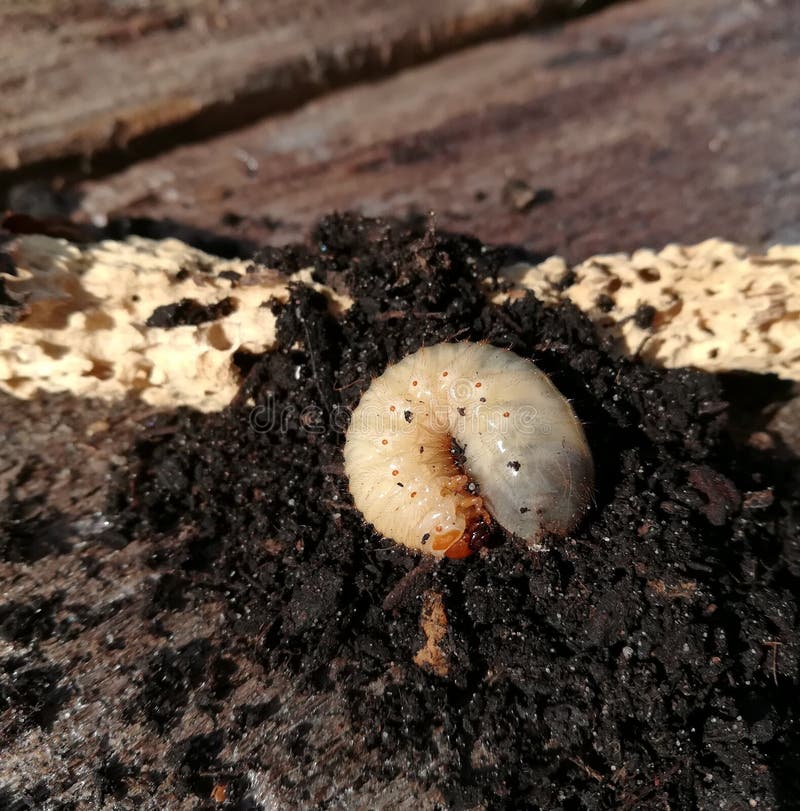 Rose Beetle Larva stock image. Image of duration, noble - 93081527