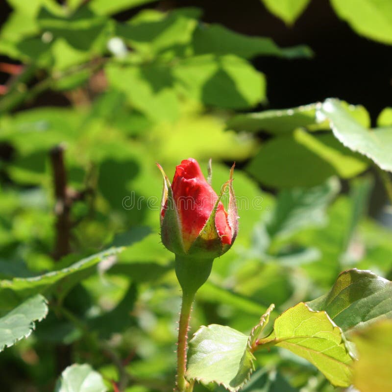 Rose stock image. Image of rose, nature, flower, summer - 117516629