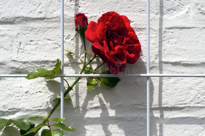 Rose behind bars stock photo. Image of white, stems, flower - 20064590