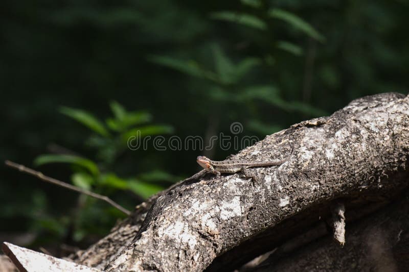 Rose Bellied Bunting Stock Photos - Free & Royalty-Free Stock Photos ...