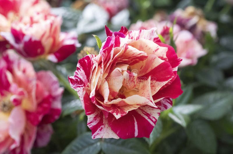 Rose Bicolor Red and Yellow Stock Image - Image of beautiful, climbing ...