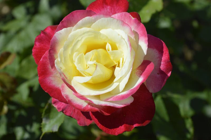 Rose in bicoloured stock photo. Image of generic, painted - 94559680