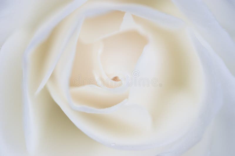 Rose blanca imagen de archivo. Imagen de fechado, boda - 8551271