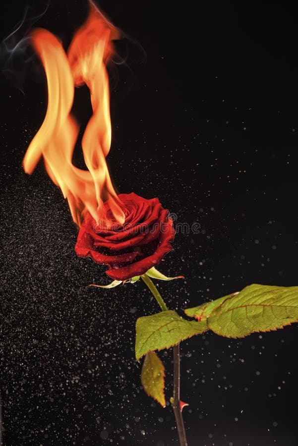 4,267 Red Rose Fire Stock Photos - Free & Royalty-Free Stock Photos ...