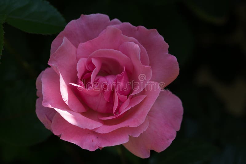 ROSE before BLOOM stock photo. Image of rose, pink, dark - 108778774