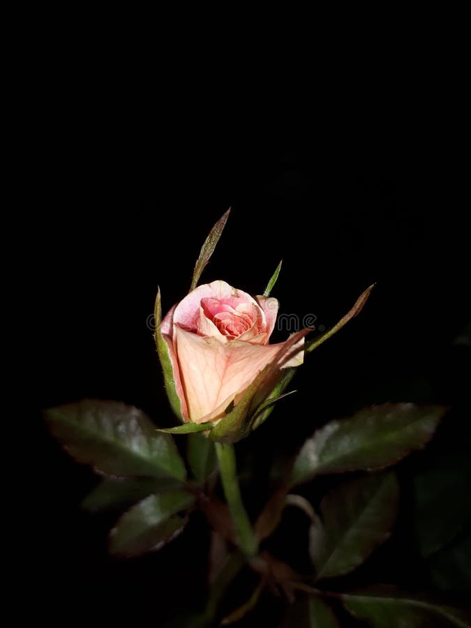 ROSE before BLOOM stock photo. Image of rose, pink, dark - 108778774