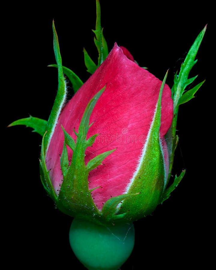 Rose bloom ready stock photo. Image of fresh, natural - 33361024