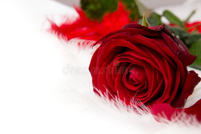 Rose bloom stock image. Image of holiday, beautiful, horizontal - 37433801