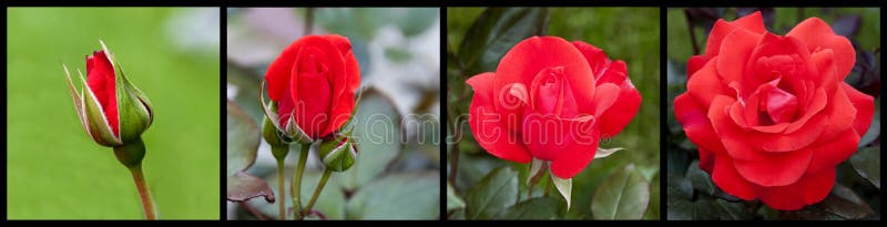 Blooming Rose Sequence stock photo. Image of budding - 60131916