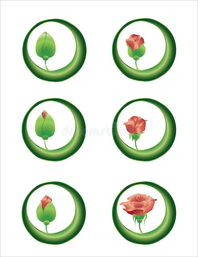 Rose Blooming from Closed Bud To Fully Open Flower. Hand Drawn Sketch ...