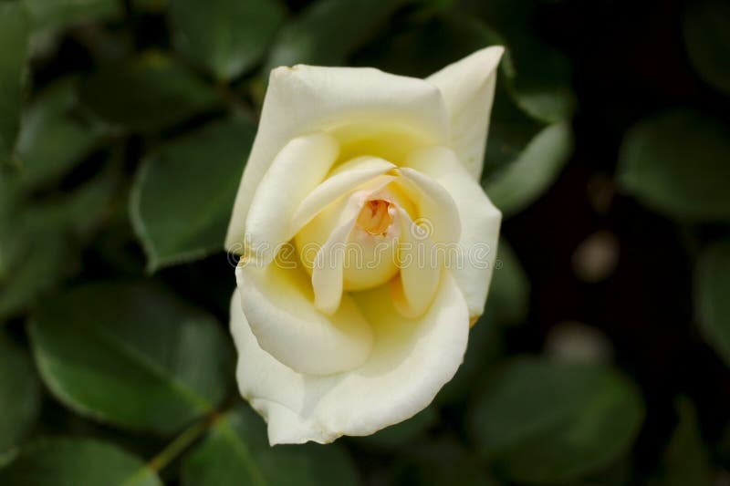 White Rose Blooming in the Park Stock Photo - Image of daytime ...