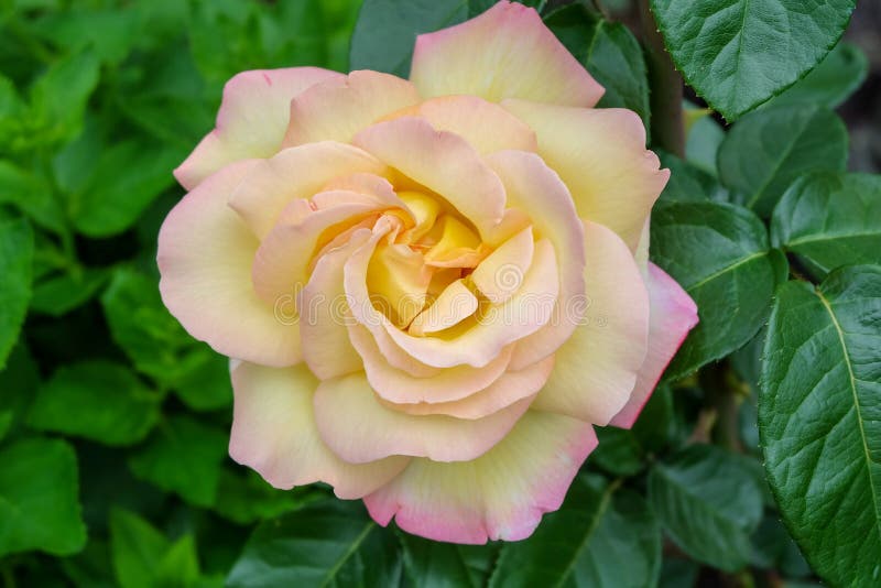 Rose blooms in the country stock image. Image of blossom - 170930307