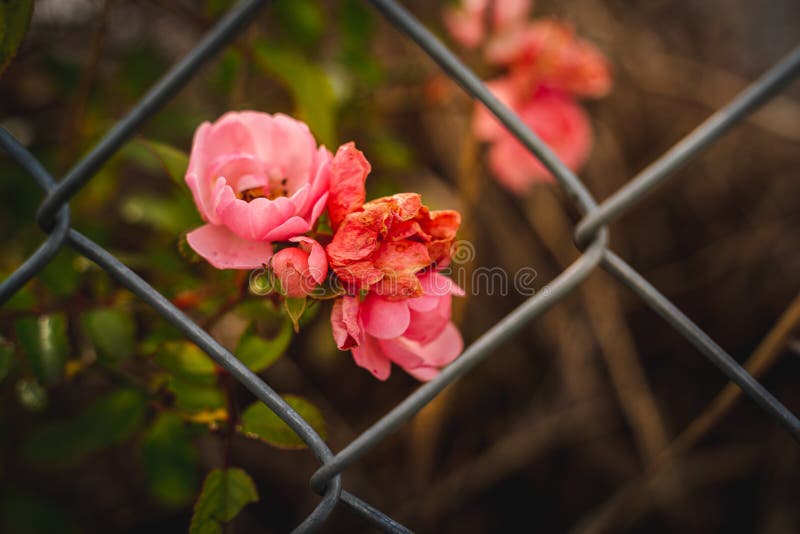 Rose Blossom Behind a Chain Link Fence Stock Photo - Image of draba ...