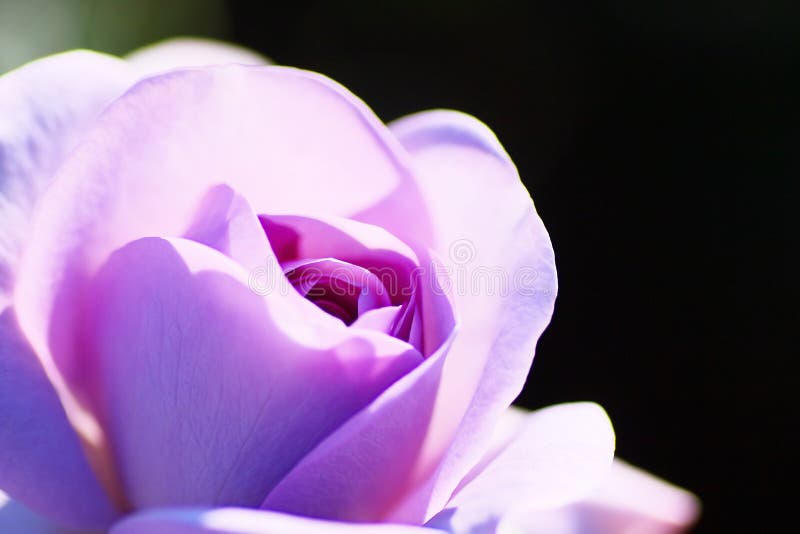 Rose Blue Bayou stock image. Image of flowering, floribunda - 98092075